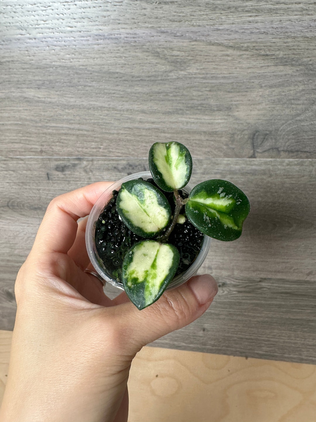 US Seller Hoya Mathilde Variegated Very Rare Unicorn Exact Plant - Etsy