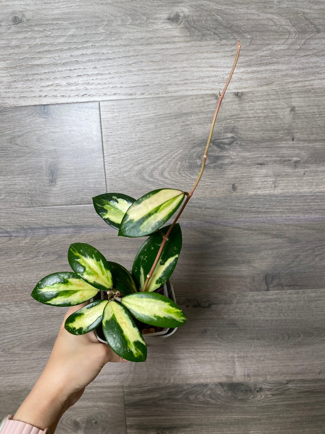 US Seller hoya Acuta Variegated/ Inner Variegation Fully - Etsy