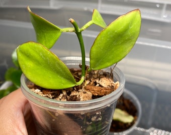 Hoya Biakensis Splash - Etsy