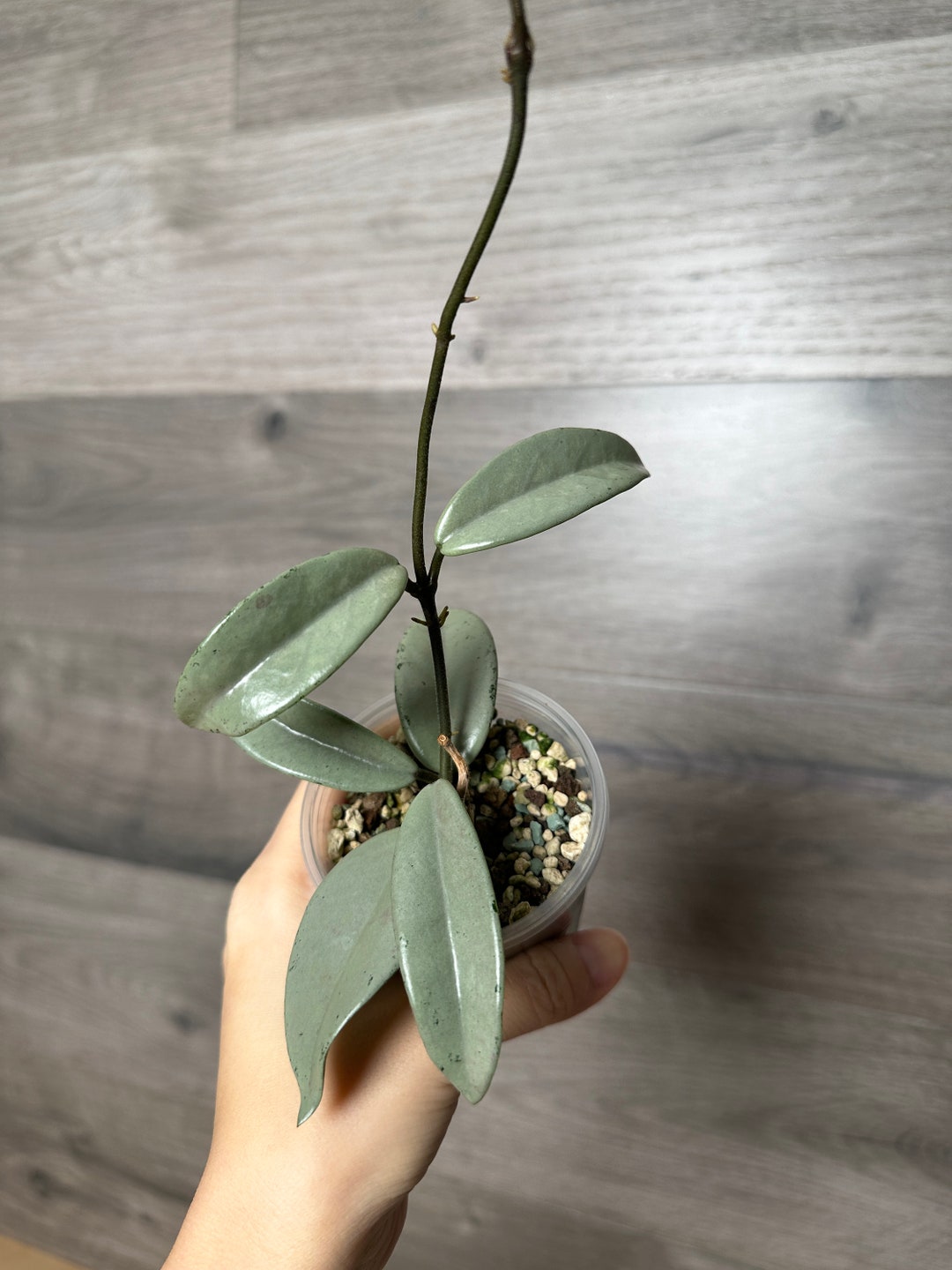 US Seller very Rare Hoya Wilbur Graves SILVER Fully Rooted - Etsy