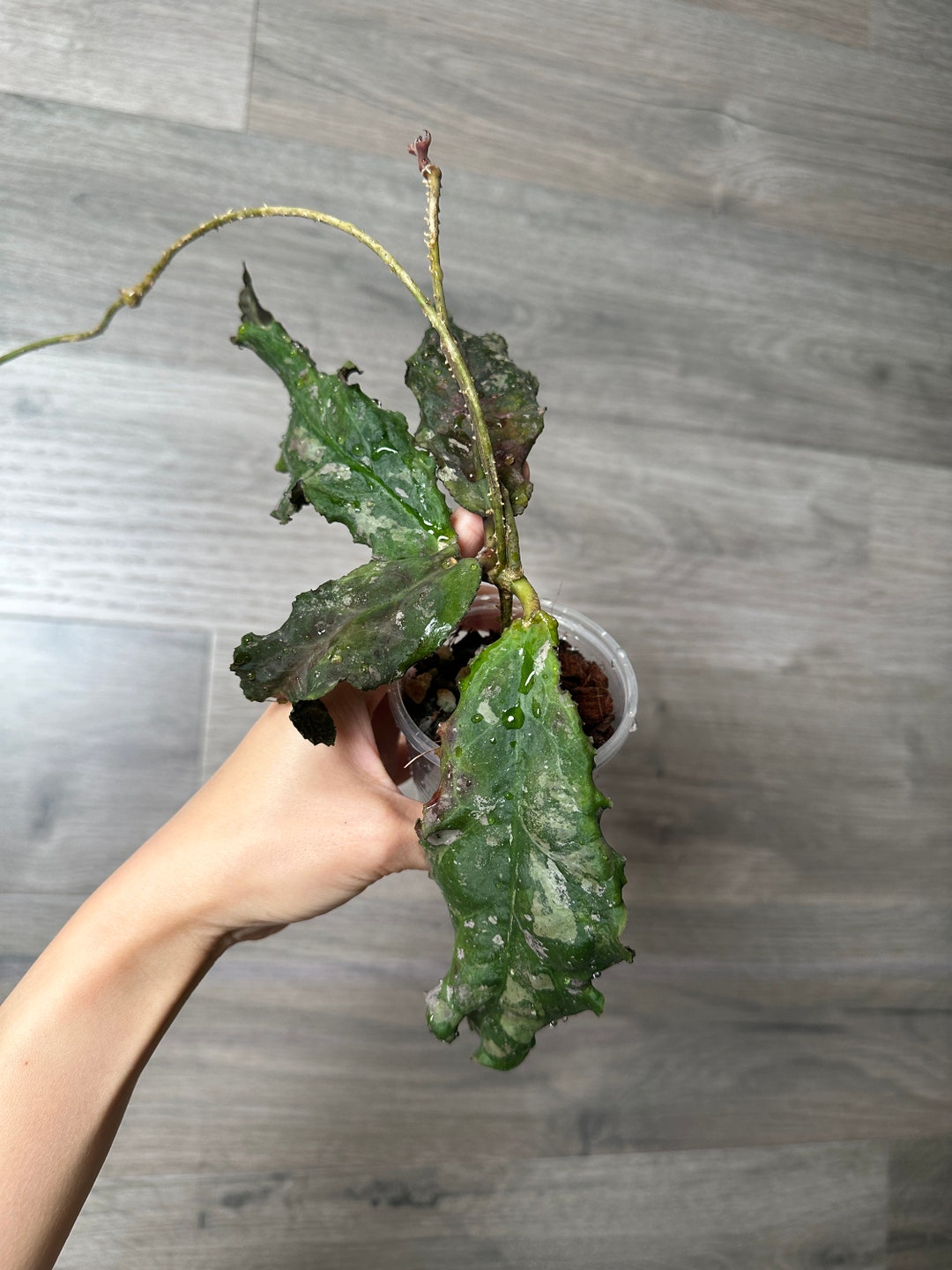 US Seller- Very Rare Hoya Undulata Splash Big Leaf Rooted Cuttings ...