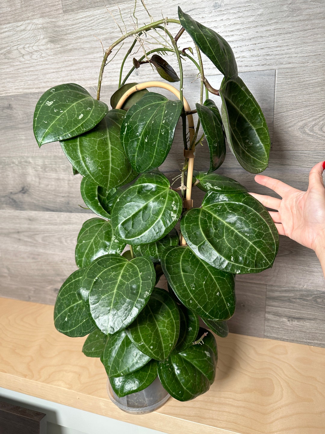 US Seller - Hoya 'sarawak' Beautiful Fully ROOTED Stable Plant HUGE ...