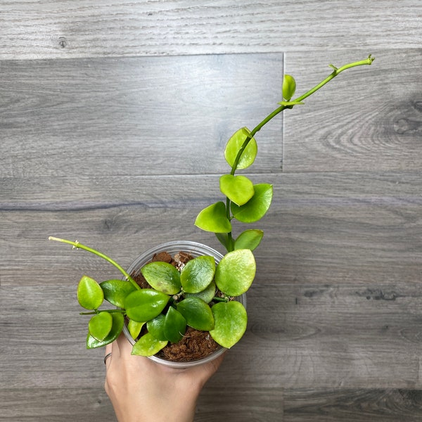 Hoya Biakensis Splash - Etsy