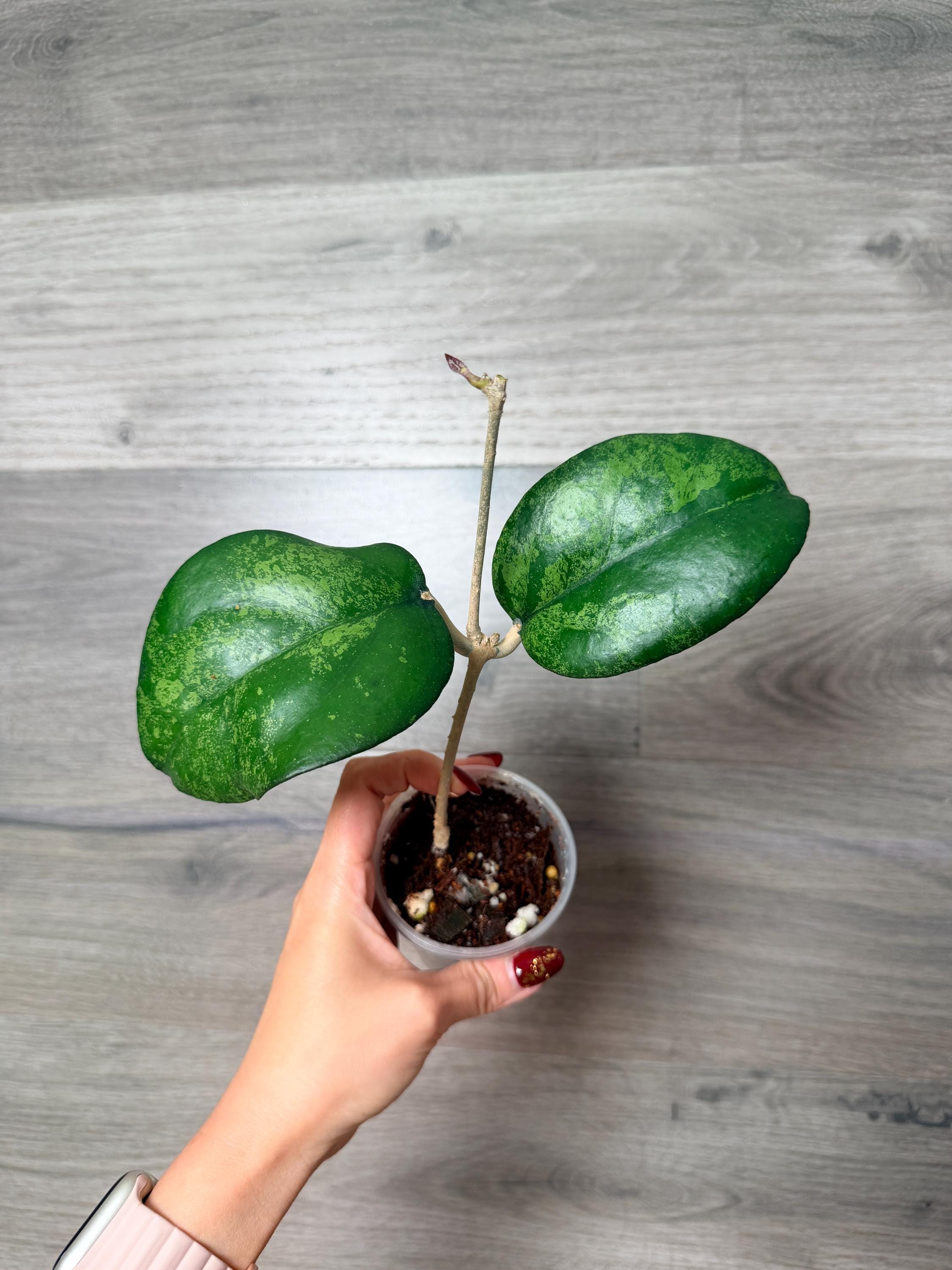 US Seller- Hoya Joy Splash Rooted- Pick You Own - Etsy