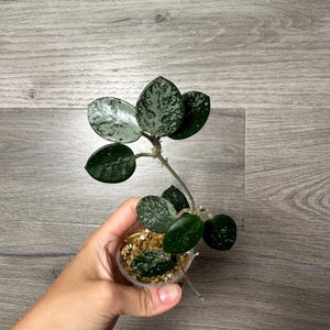 US Seller- Hoya Mathilde Super Silver Splashy Rooted Plant With New ...