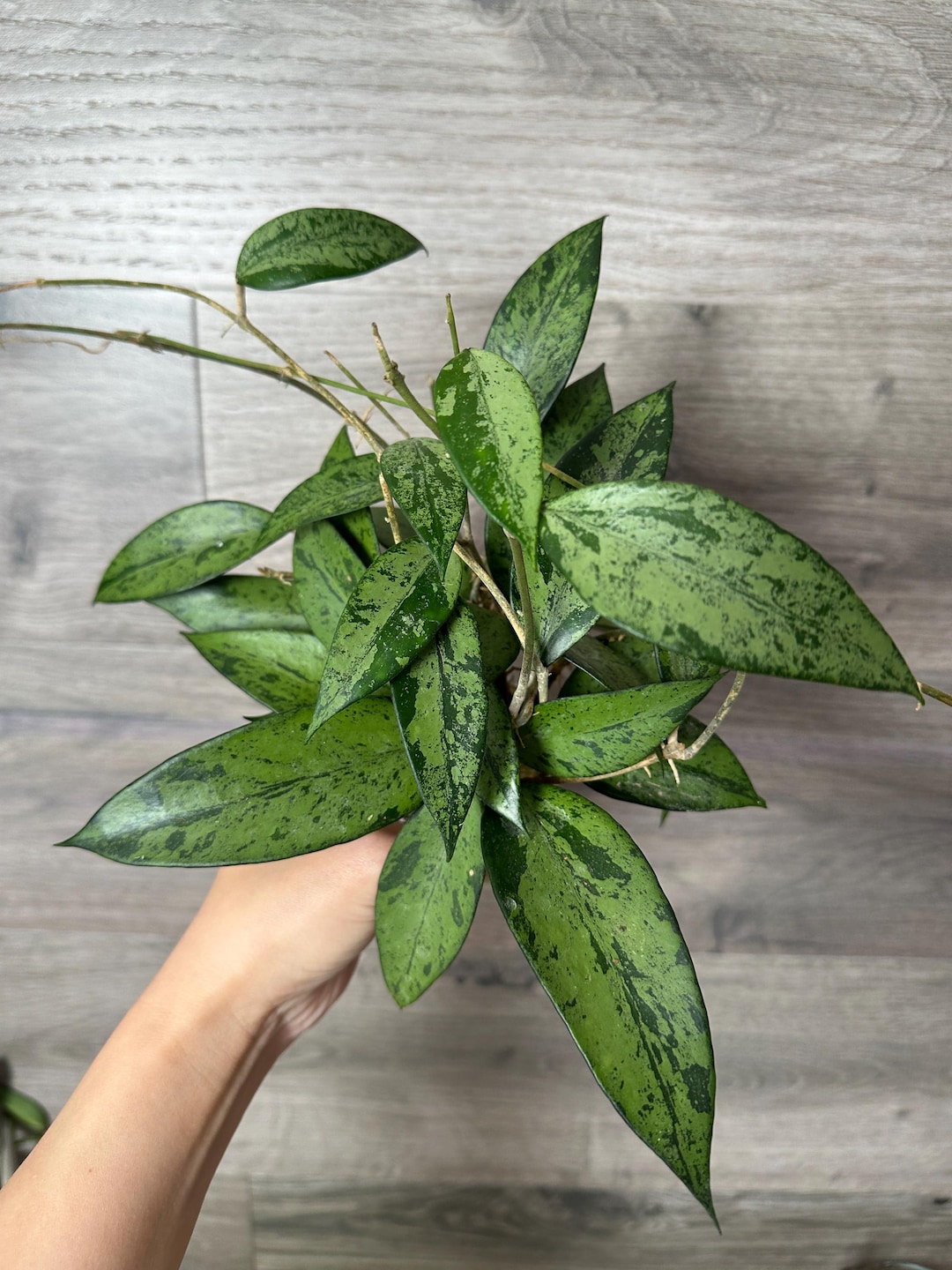 US Seller Hoya Snow Cui High Silver Node Cuttings - Etsy