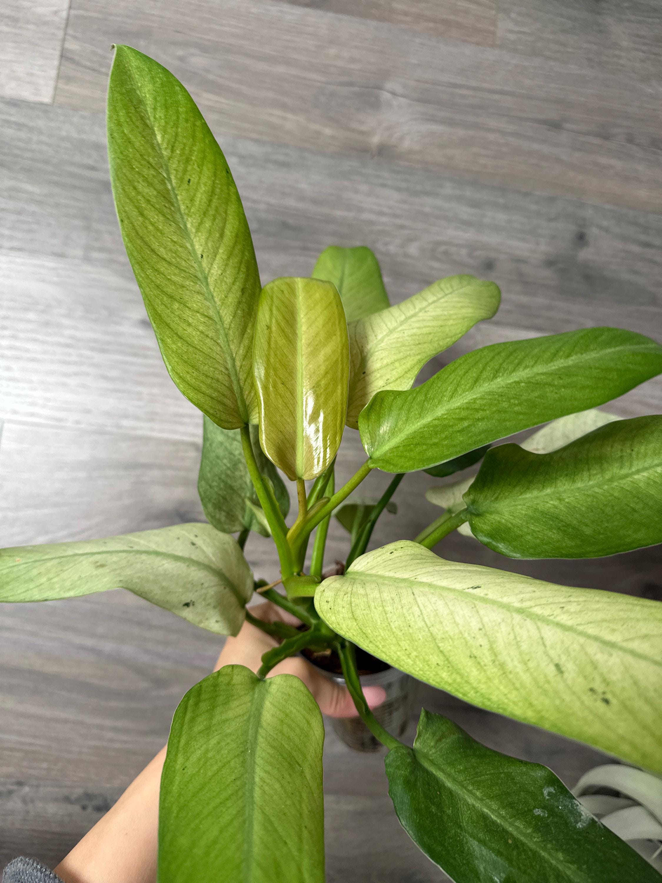 US Seller - Whipple Way Philodendron Stable Exact Full Plant GREAT ...