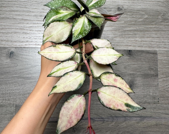Hoya Biakensis Splash - Etsy