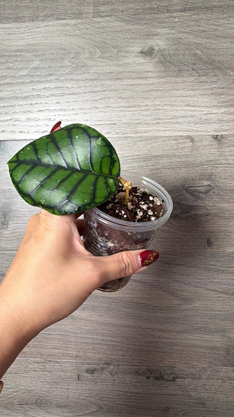 US Seller- Hoya Chibi Fully Rooted Exact Plant Very Rare- Pick Your Own ...