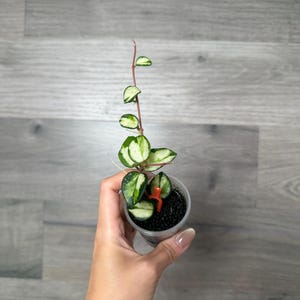 US Seller - Hoya Mathilde Variegated Very Rare Unicorn Rooted Plant ...