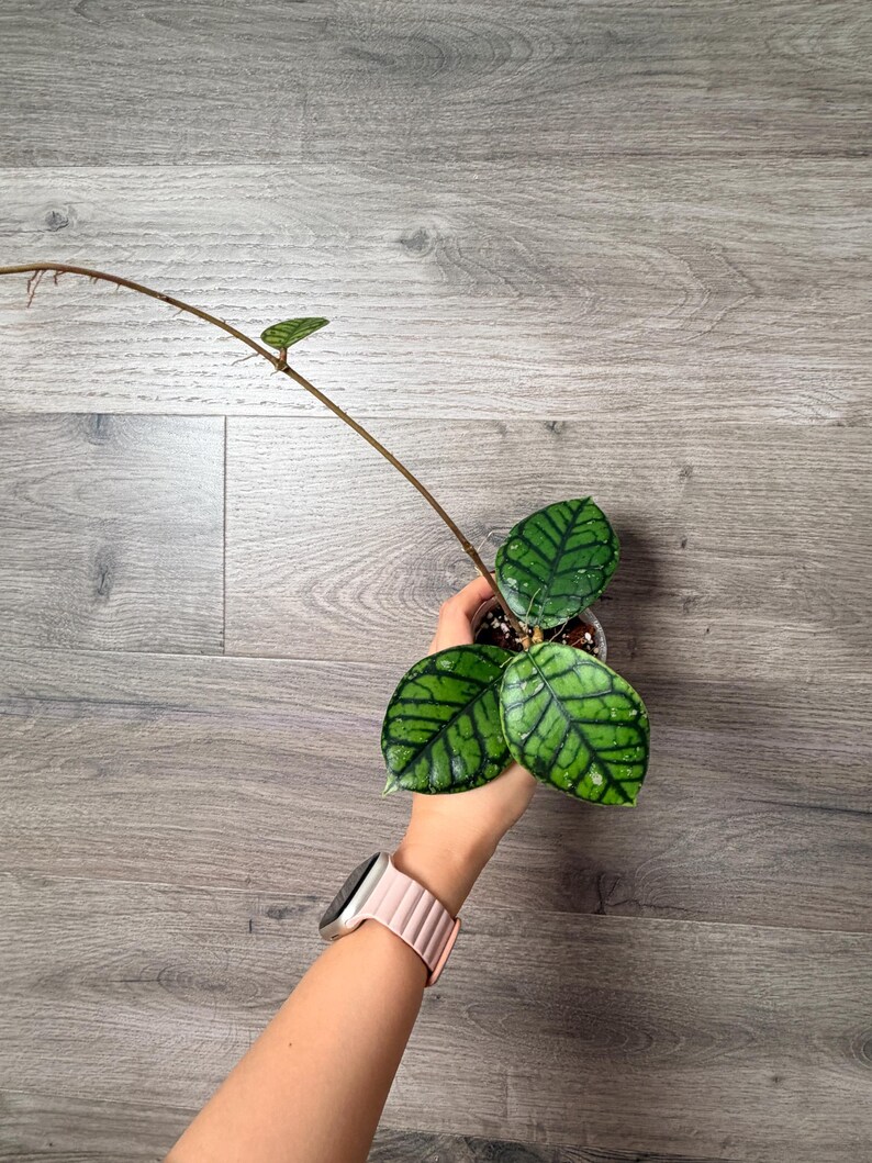US Seller- Hoya Chibi Fully Rooted Exact Plant Very Rare- Pick Your Own ...