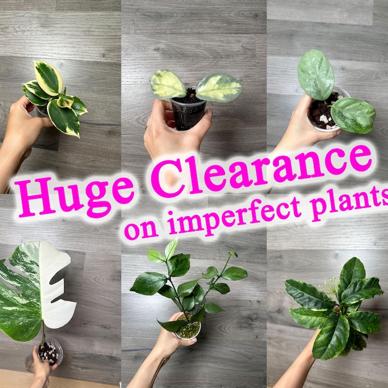 Rare House Plants - Etsy