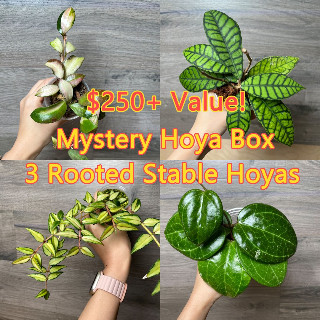 US Seller - Hoya Mystery Box - 3 Rooted Hoyas - Etsy