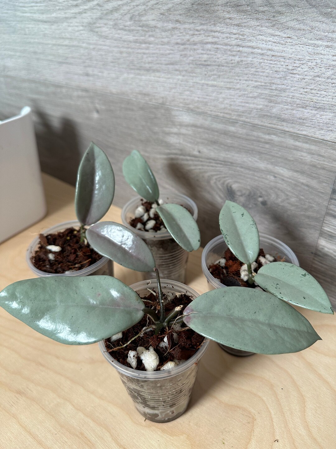 US Seller very Rare Hoya Wilbur Graves SILVER Fully Rooted Stable Plant ...