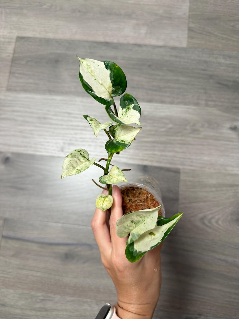 US Seller- Very Rare ROOTED Japanese Global Pothos Epipremnum Aureum ...