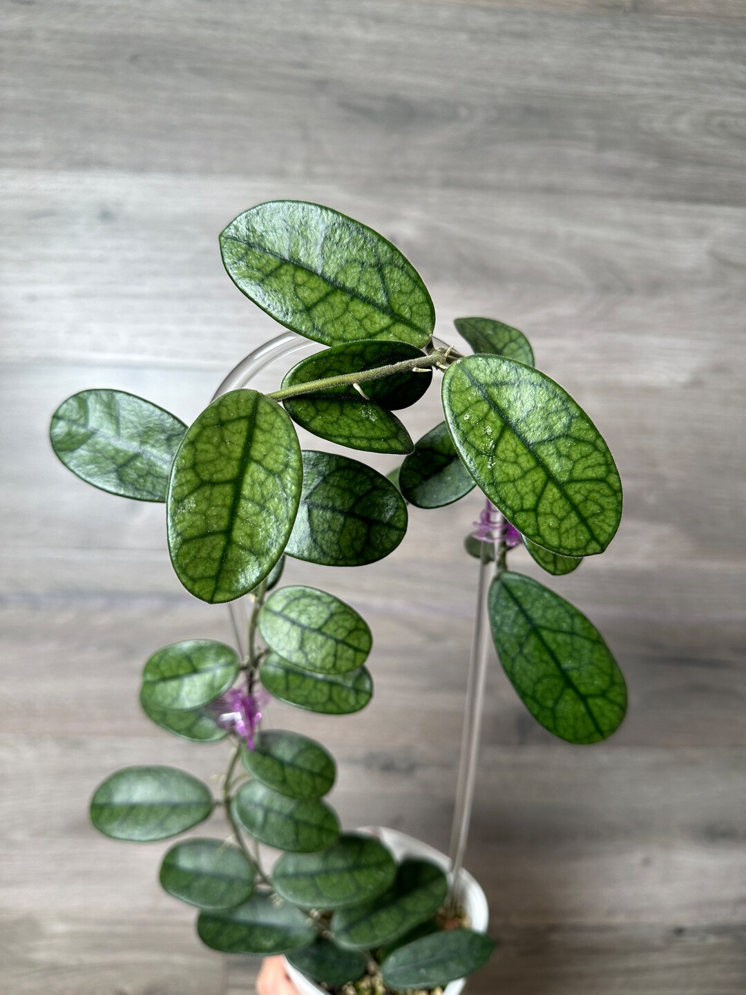 US Seller - Hoya Lyi NOID Unrooted ONE Node Cutting- Seller's Choice - Etsy