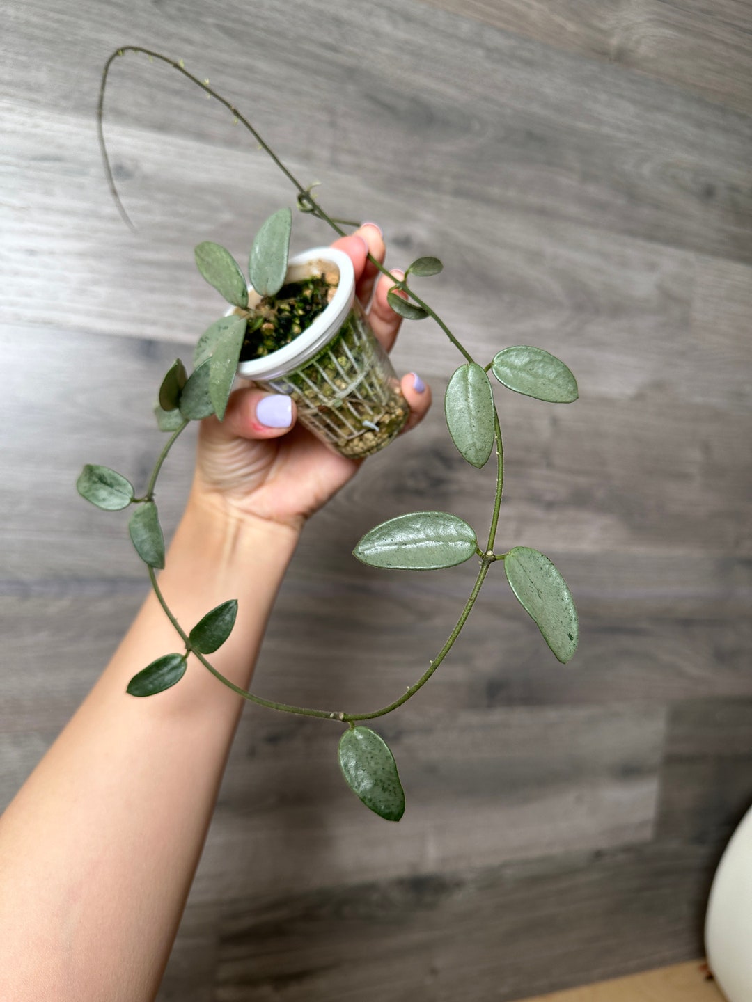 US Seller- Hoya Lima FULL Stable Silver Very Rare Fully Rooted Exact ...