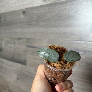 US Seller Hoya Lima Stable Silver Very Rare Fully Rooted NODE Cutting ...