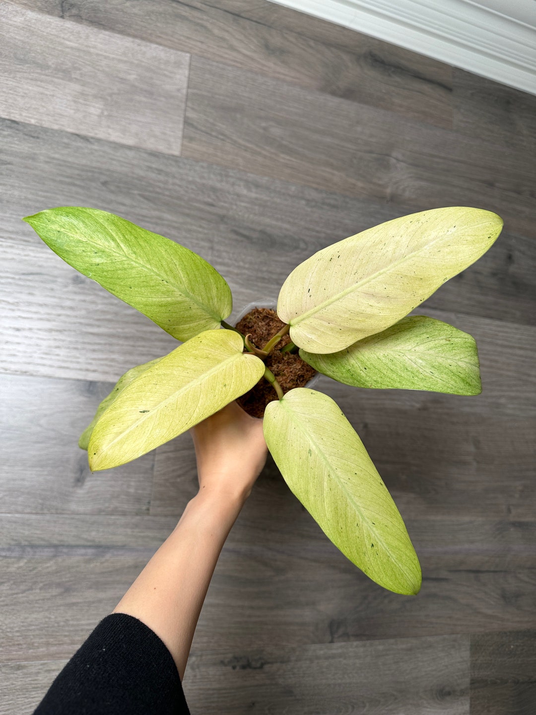 US Seller Whipple Way Philodendron Stable Exact Full Plant GREAT Color ...