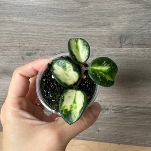 US Seller Hoya Mathilde Variegated Very Rare Unicorn Exact Plant - Etsy