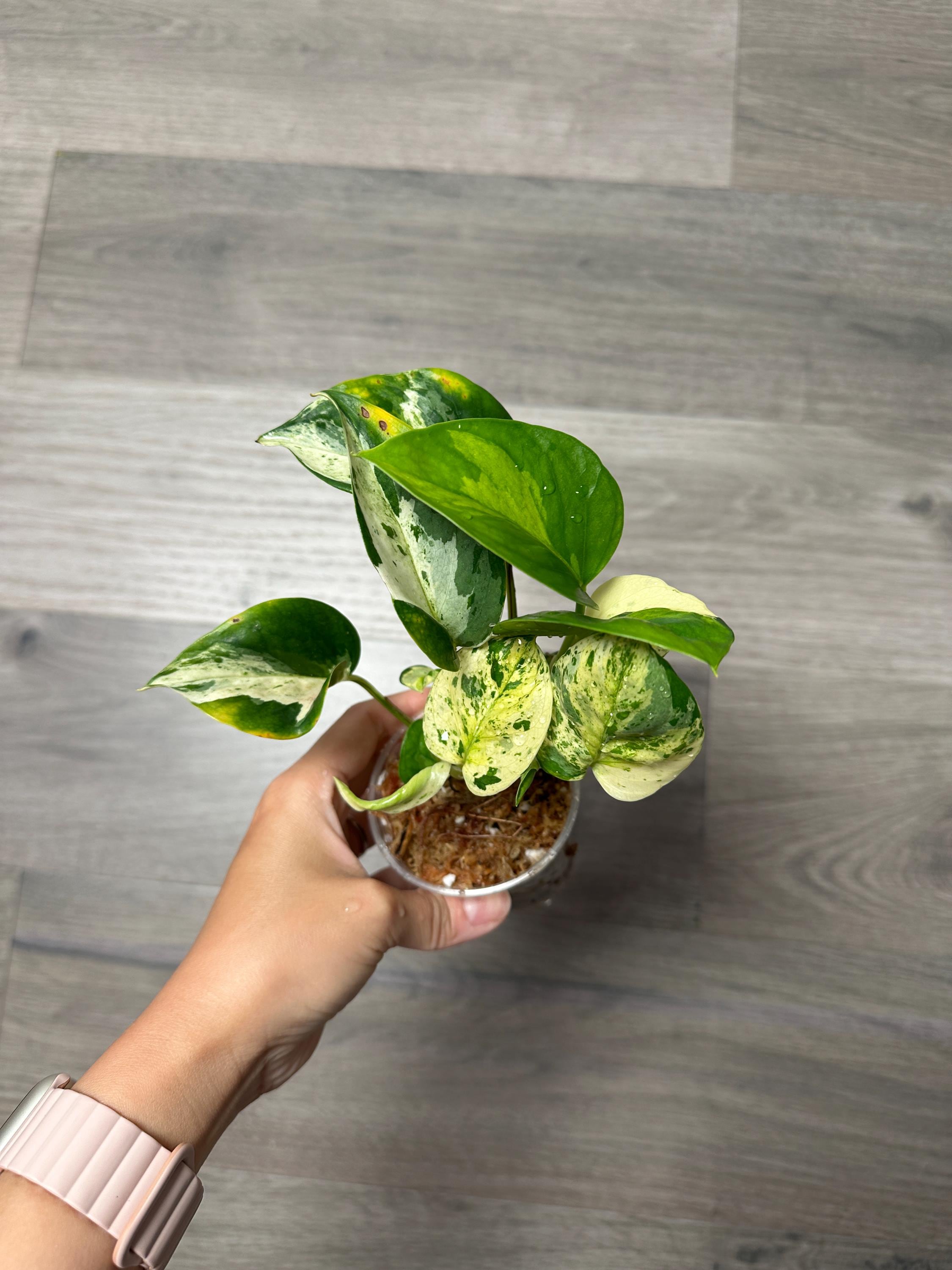 US Seller- Very Rare ROOTED Japanese Global Pothos Epipremnum Aureum ...