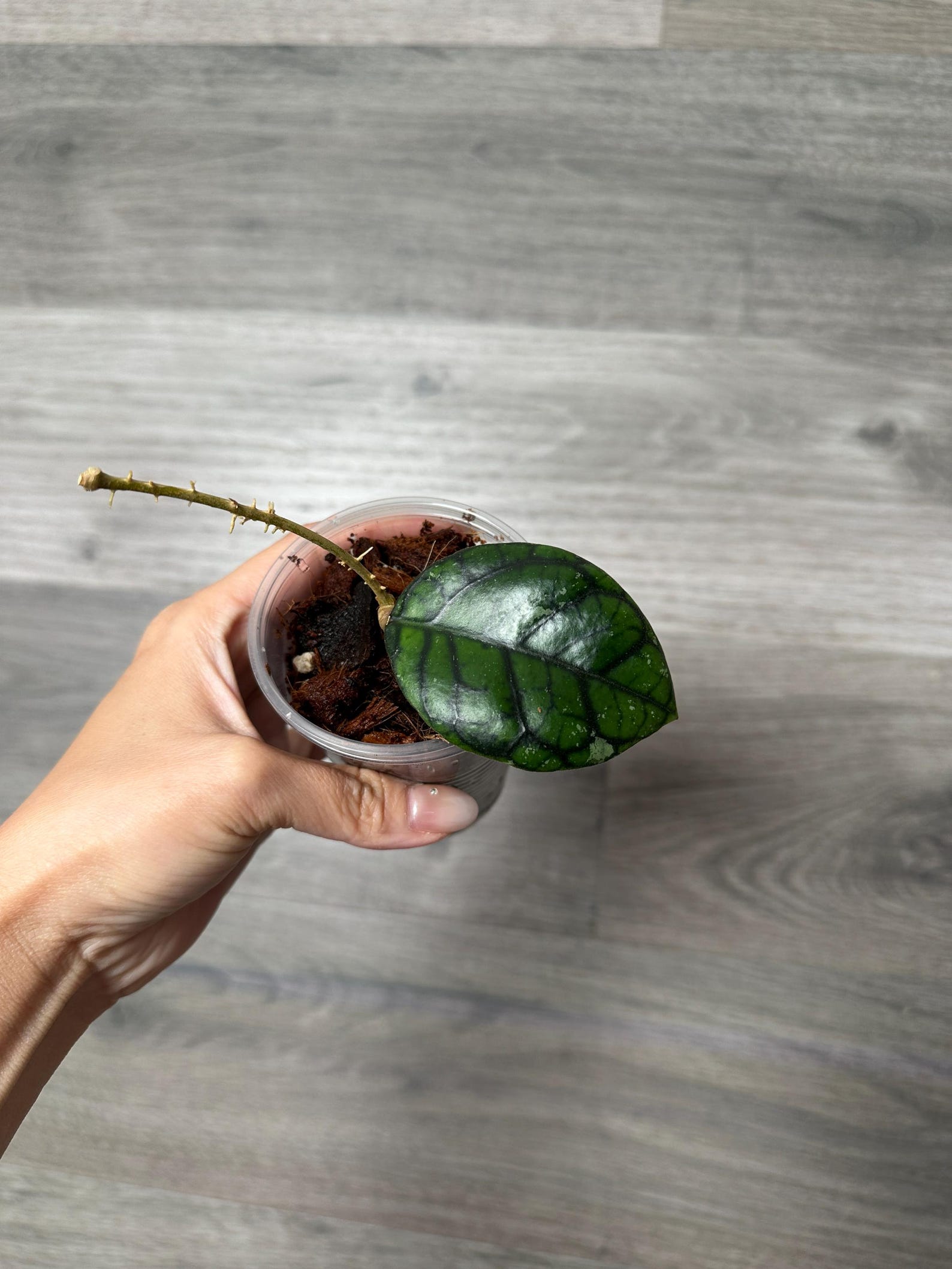 US Seller- Hoya Chibi Fully Rooted Exact Plant Very Rare - Etsy