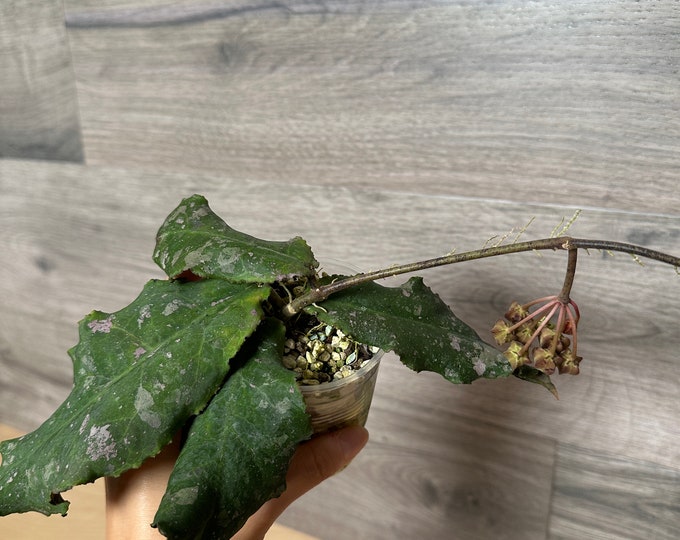 US Seller- Very Rare Hoya Undulata Splash Big Leaf With Flowers ...