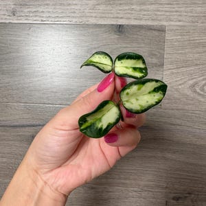 US Seller - Hoya Mathilde Variegated Unrooted ONE NODE Cutting - Etsy