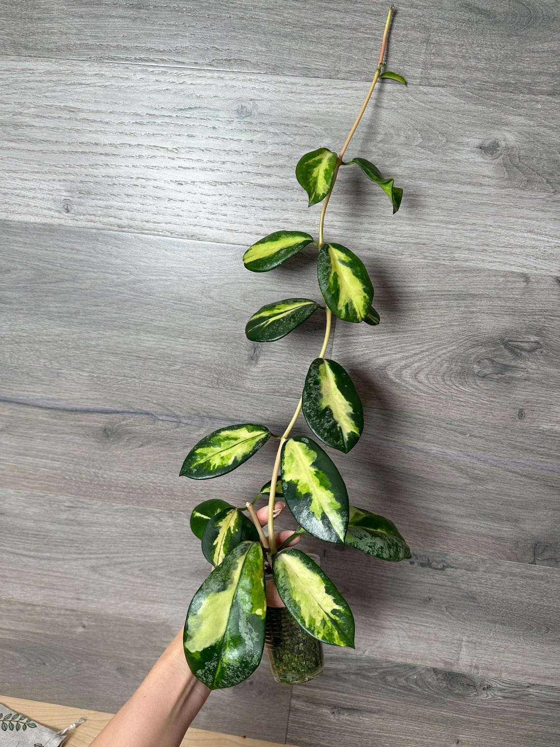US Seller- Hoya Diversifolia Maharani Variegata VERY Rare - Pick Your ...