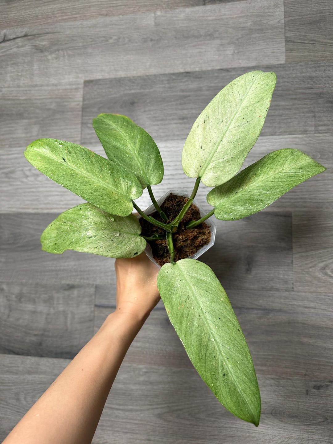 US Seller - Whipple Way Philodendron Stable Exact Full Plant GREAT ...