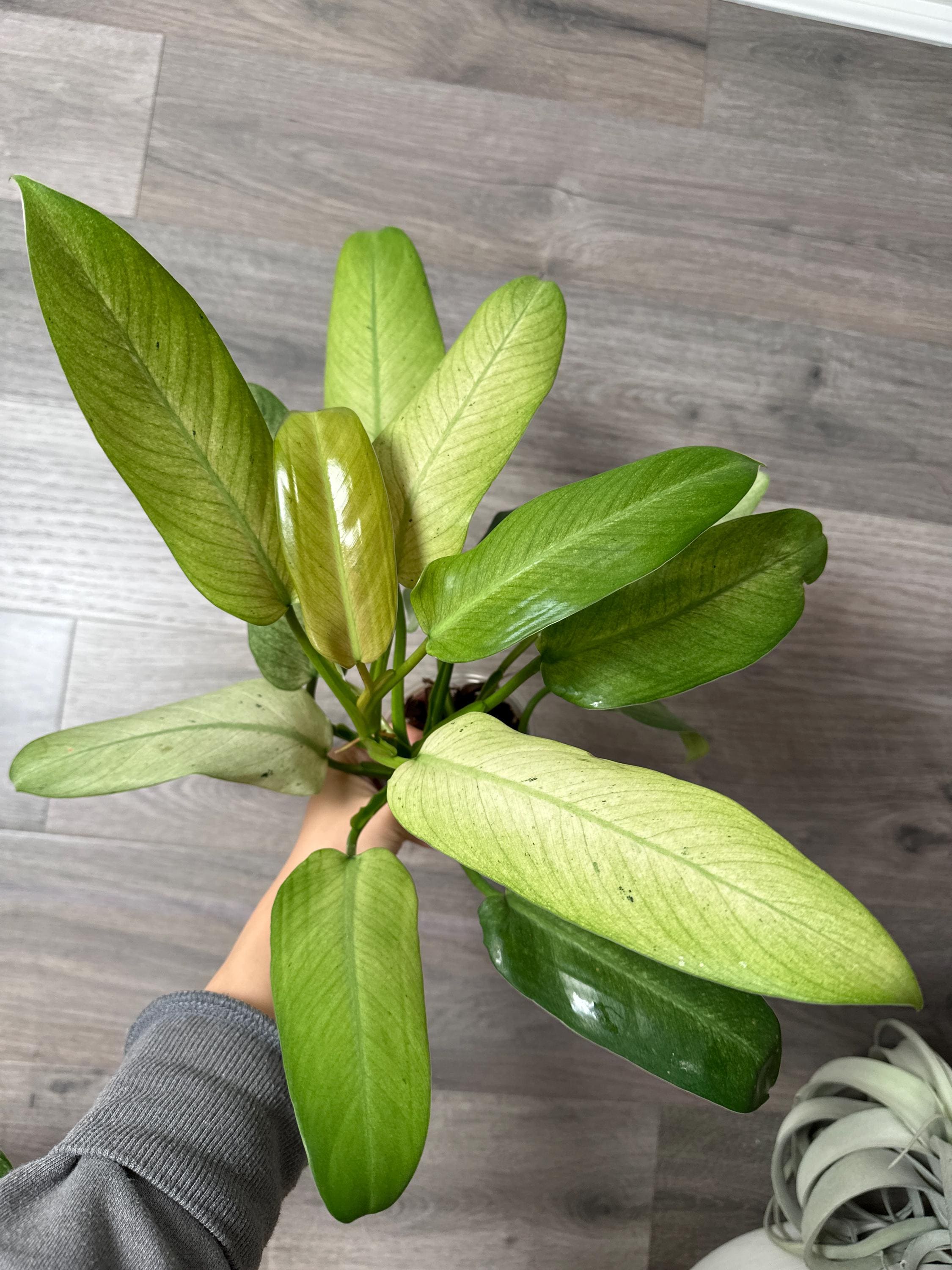 US Seller - Whipple Way Philodendron Stable Exact Full Plant GREAT ...