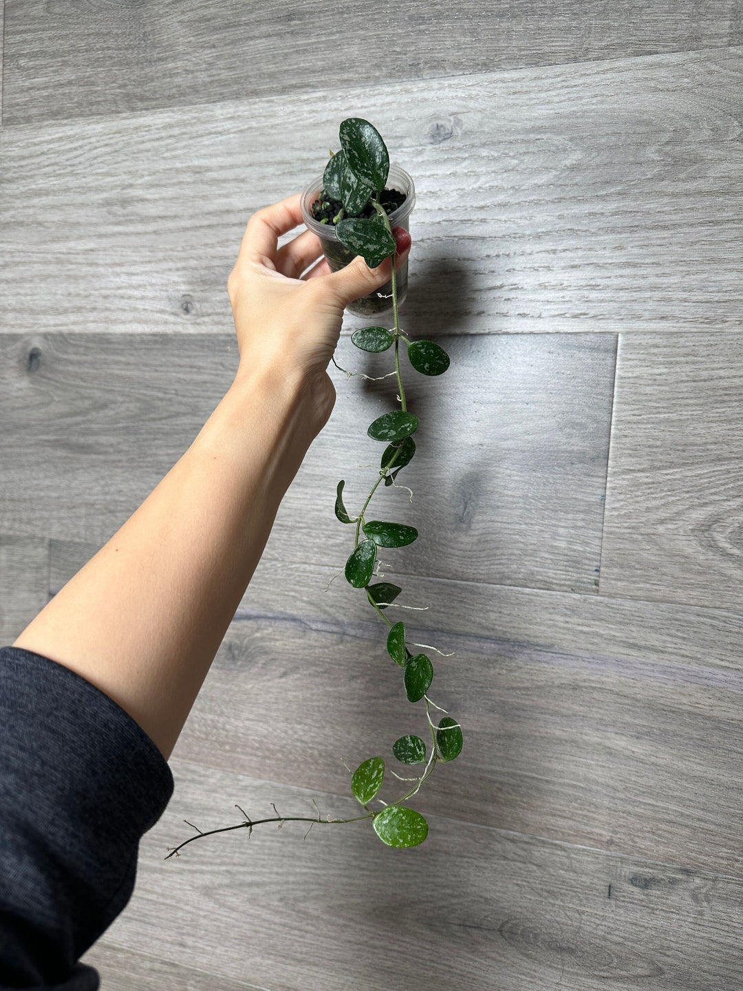 US Seller- Hoya Lima Splash Rooted Stable Plant With New Growth- Pick ...