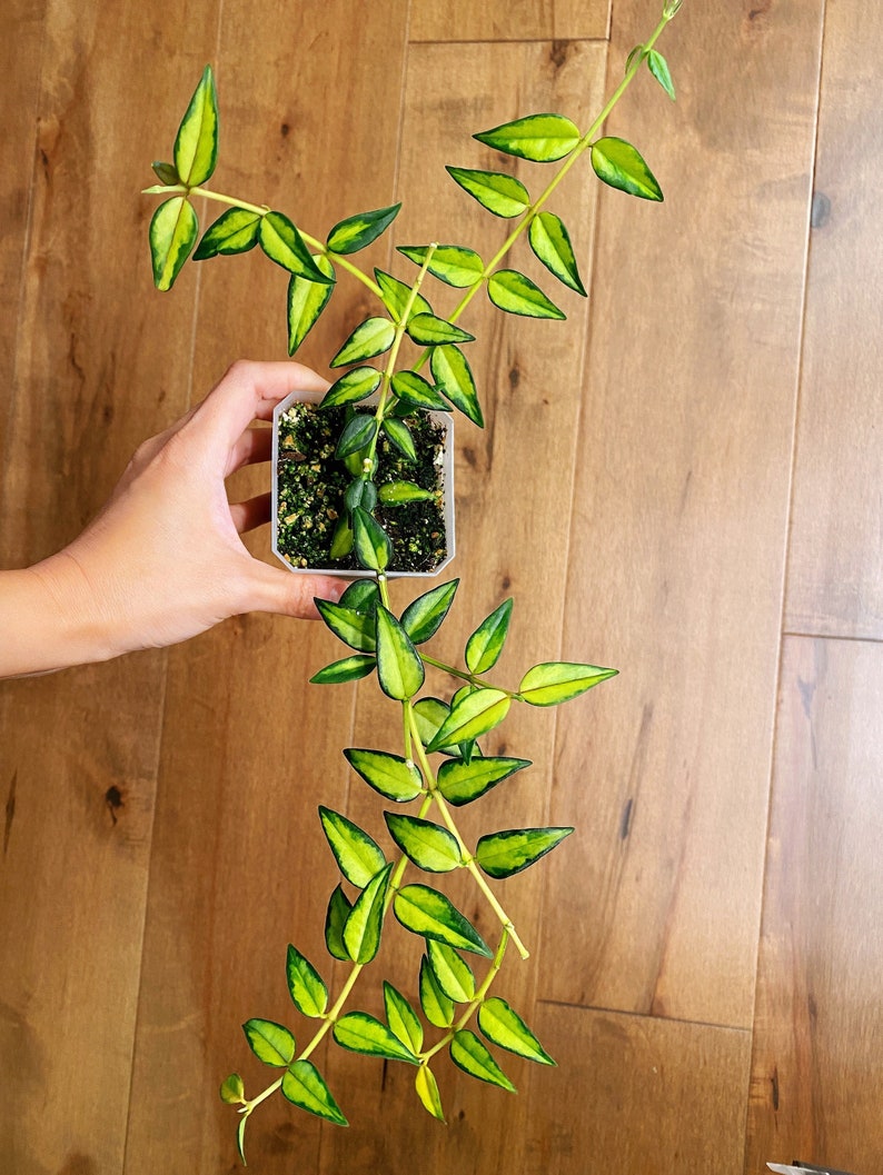 US Seller Variegated Hoya Bella Lida Bois luis - Etsy