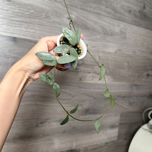 US Seller- Hoya Lima FULL Stable Silver Very Rare Fully Rooted Exact ...