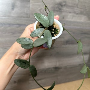 US Seller- Hoya Lima FULL Stable Silver Very Rare Fully Rooted Exact ...