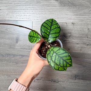 US Seller- Hoya Chibi Fully Rooted Exact Plant Very Rare- Pick Your Own ...