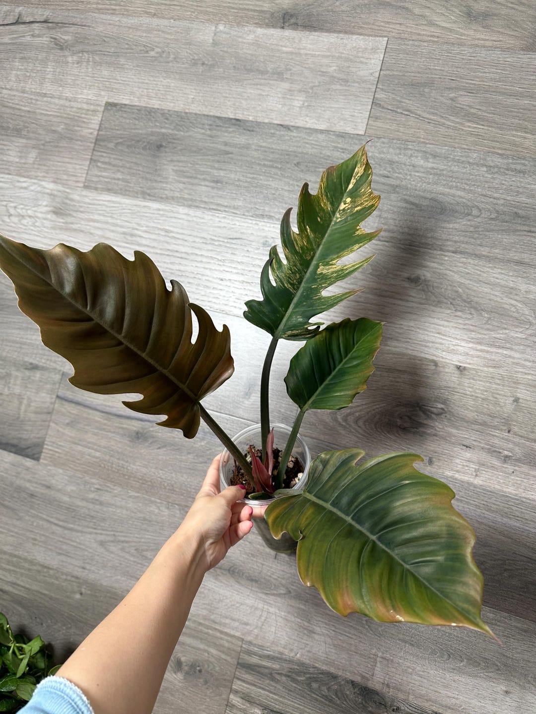 US Seller- Philodendron Caramel Marble Variegated Potentially Reverted ...