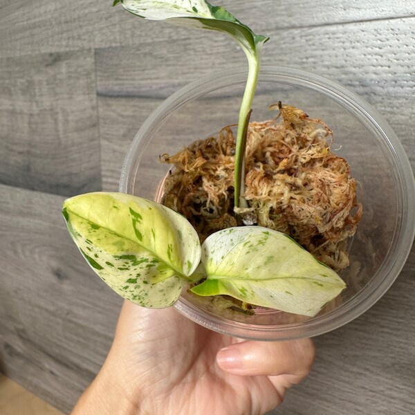 Japanese Global Pothos - Etsy