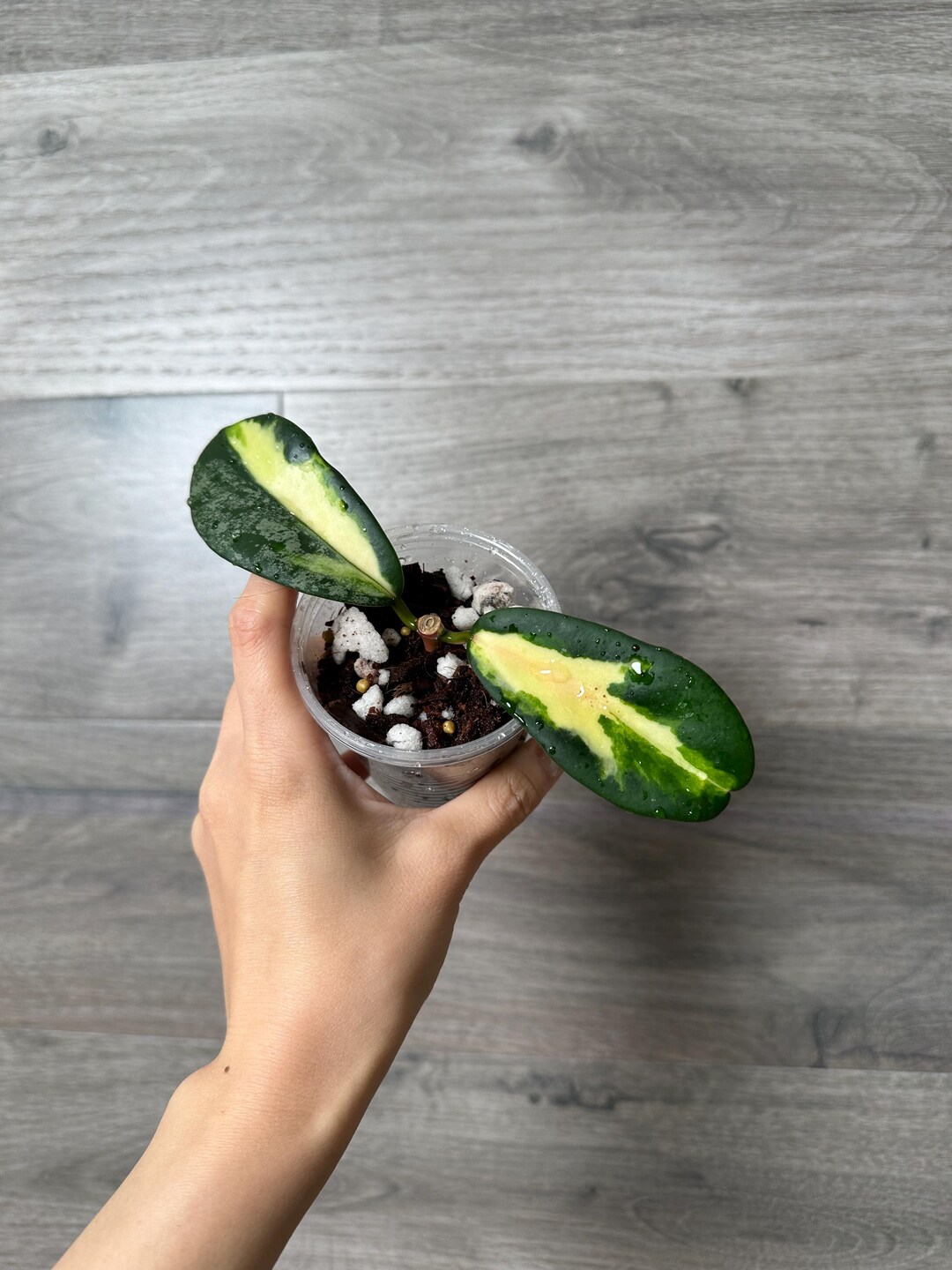 US Seller Hoya Diversifolia Maharani Variegata VERY Rare Pick Your ...