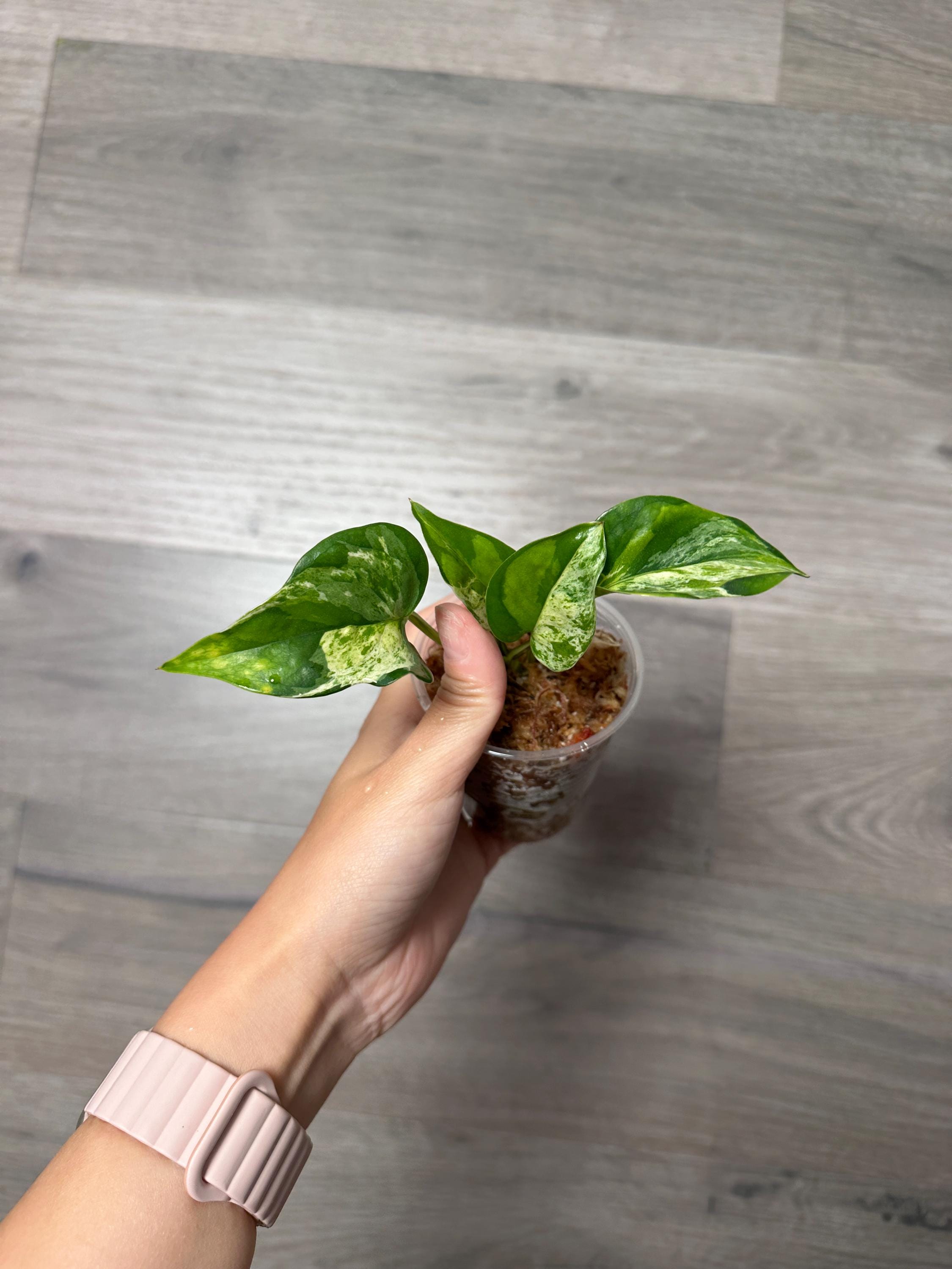 US Seller- Very Rare ROOTED Japanese Global Pothos Epipremnum Aureum ...