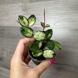 US Seller - Hoya Mathilde Variegated Very Rare Unicorn Rooted Plant ...