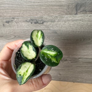 US Seller Hoya Mathilde Variegated Very Rare Unicorn Exact Plant - Etsy