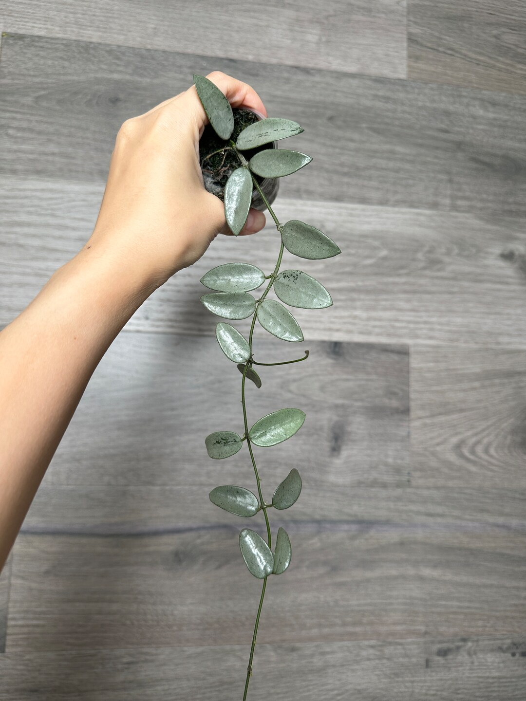 US Seller Hoya Lima Stable Silver Very Rare Fully Rooted NODE Cutting ...