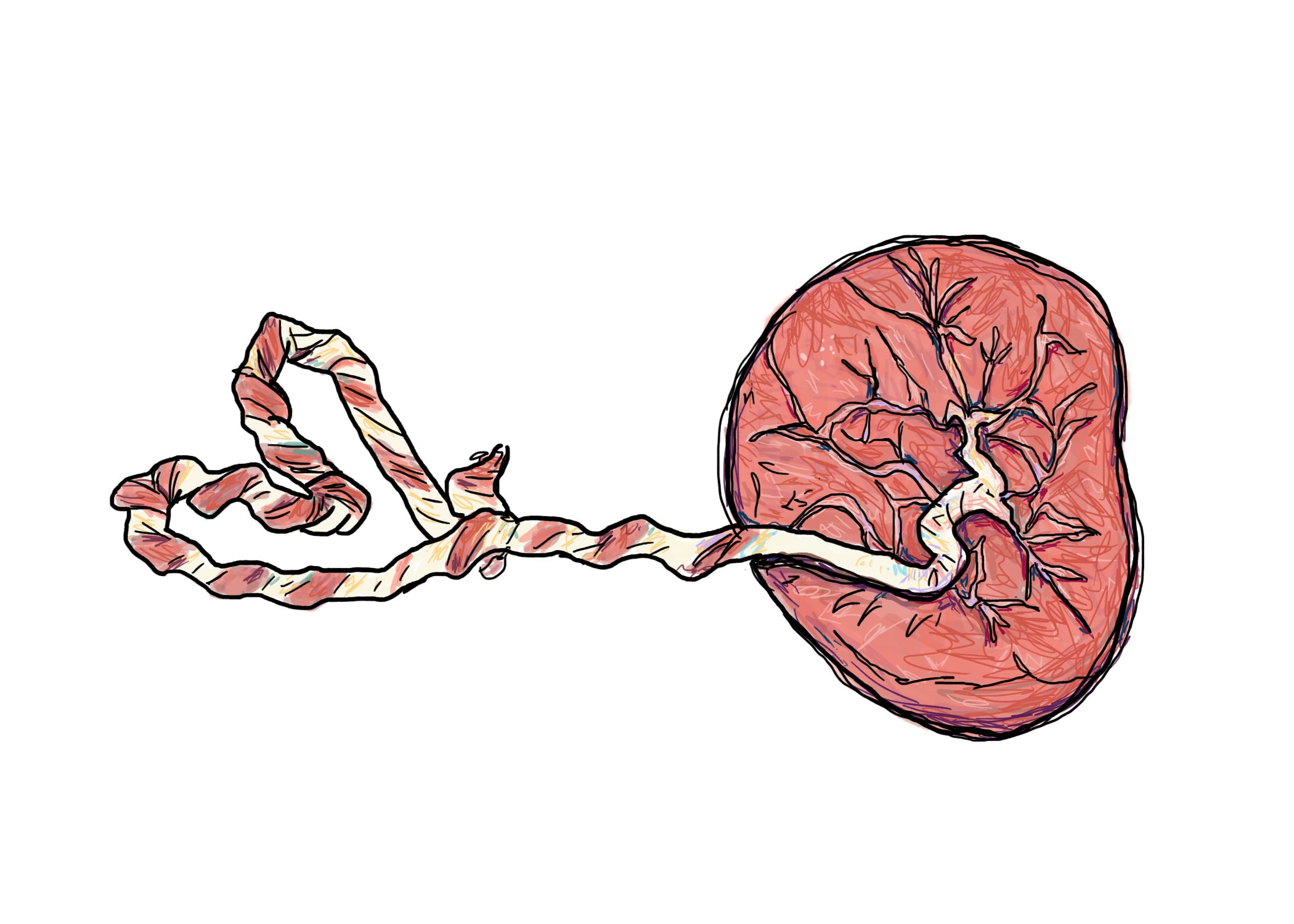 Placenta Heart Art Digital Drawing- STICKER - Etsy
