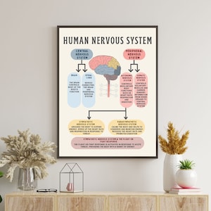 The Human Nervous System Brain Poster Fight or Flight Response CBT DBT ...