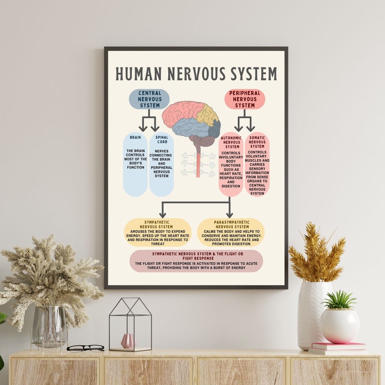 The Human Nervous System Brain Poster Fight or Flight Response CBT DBT ...