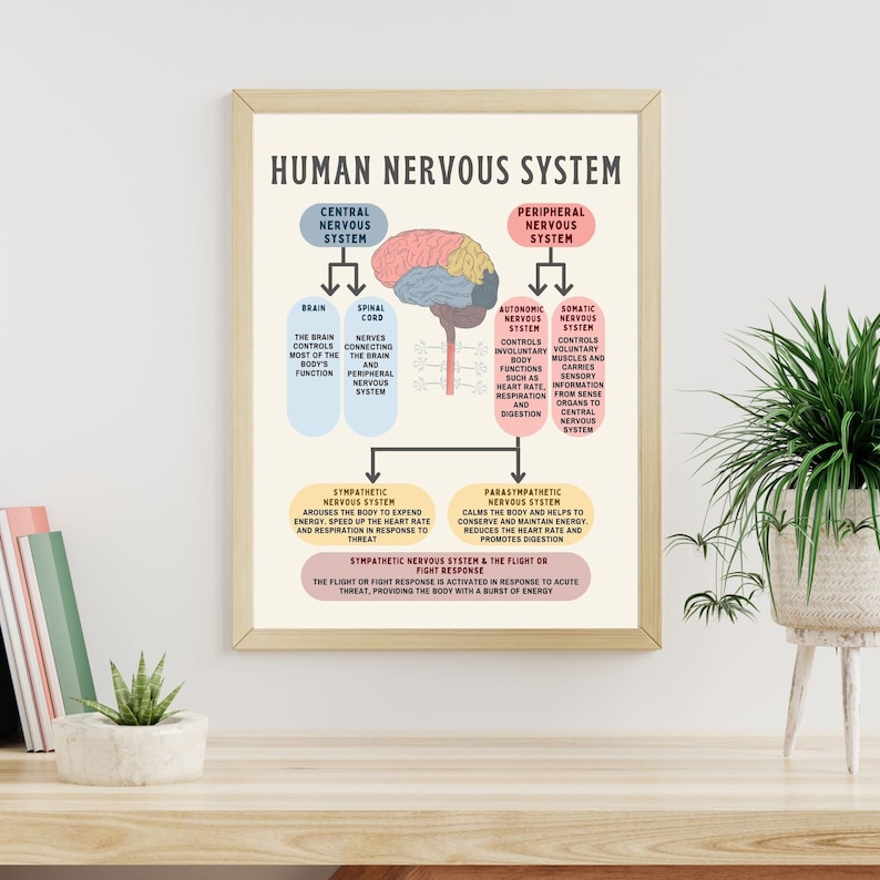 The Human Nervous System Brain Poster Fight or Flight Response CBT DBT ...
