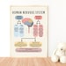 The Human Nervous System Brain Poster Fight or Flight Response CBT DBT ...