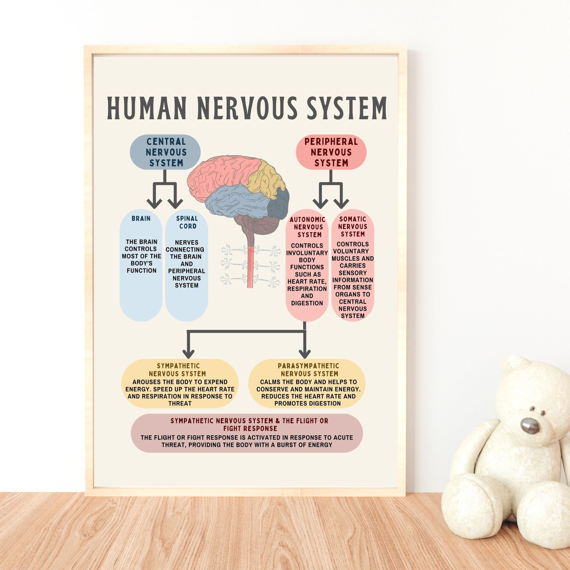 The Human Nervous System Brain Poster Fight or Flight Response CBT DBT ...