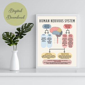 The Human Nervous System Brain Poster Fight or Flight Response CBT DBT ...